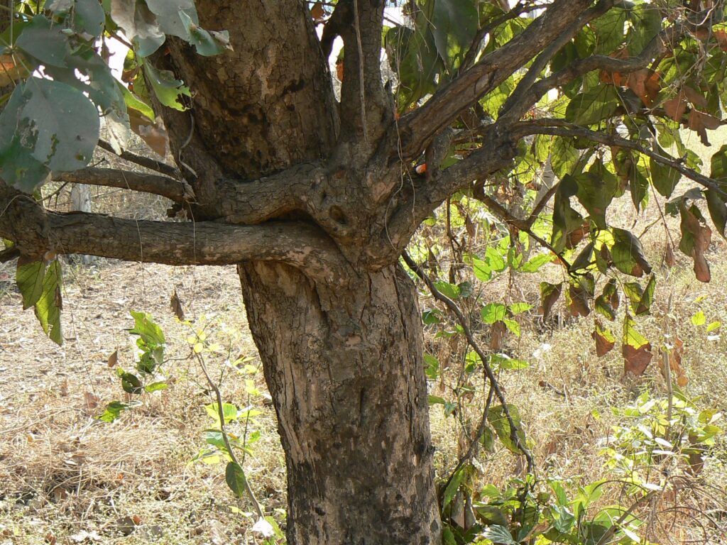 Aprende todo sobre el THAPPU, y un poco más de este instrumento