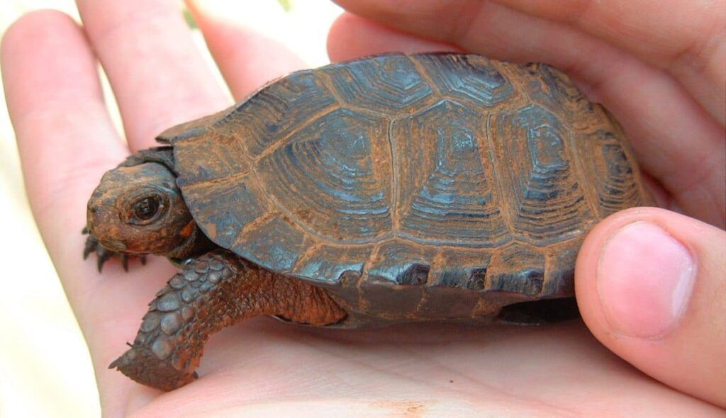 Descubre todo sobre el AYOTL: ¿Qué es? Su Historia, Finalidad y Más