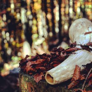 Descubre Aquí Todo lo que No Sabes del OLIFANTE