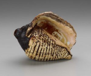 ¿Conoces el PUTUTU? Descubre Todo Sobre el Aquí