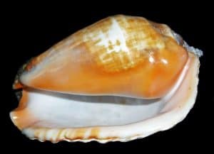 ¿Conoces el PUTUTU? Descubre Todo Sobre el Aquí